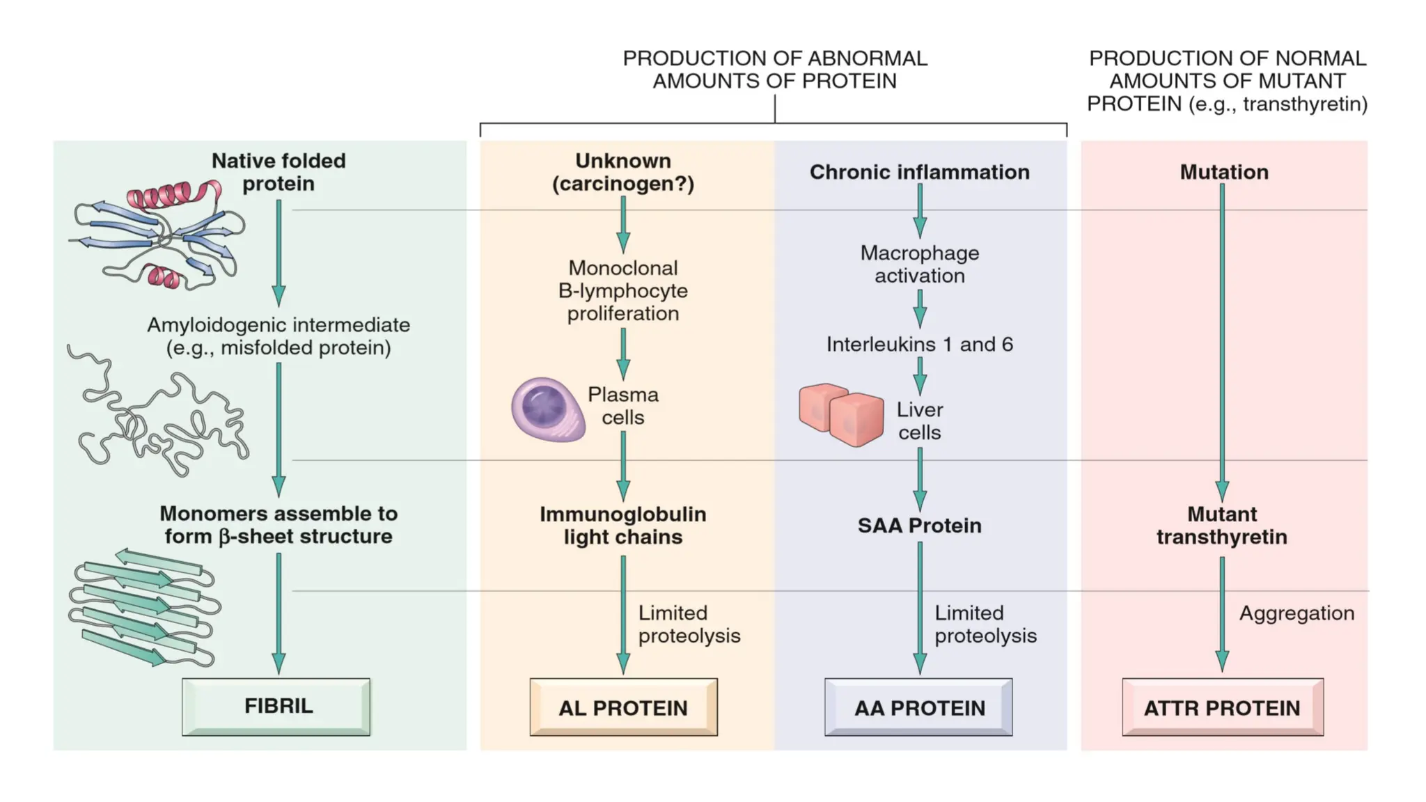 Amyloidosis. PPT.X its pathophysiological and its properties and ...