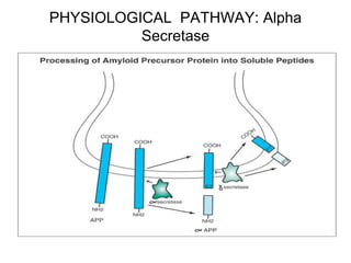 Amyloid plaques | PPT