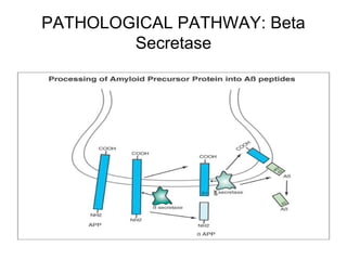 Amyloid plaques | PPT