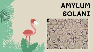 Amylum | PPTX