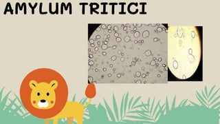 Amylum | PPTX