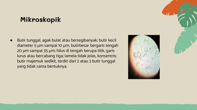 Amylum | PPTX