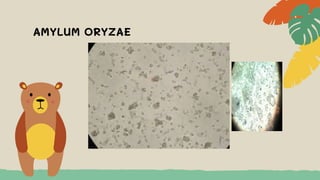 Amylum | PPTX