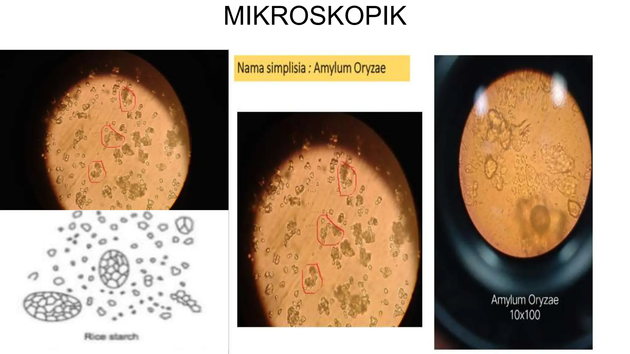 materi Amylum Farmakognosi kelas XI.pptx