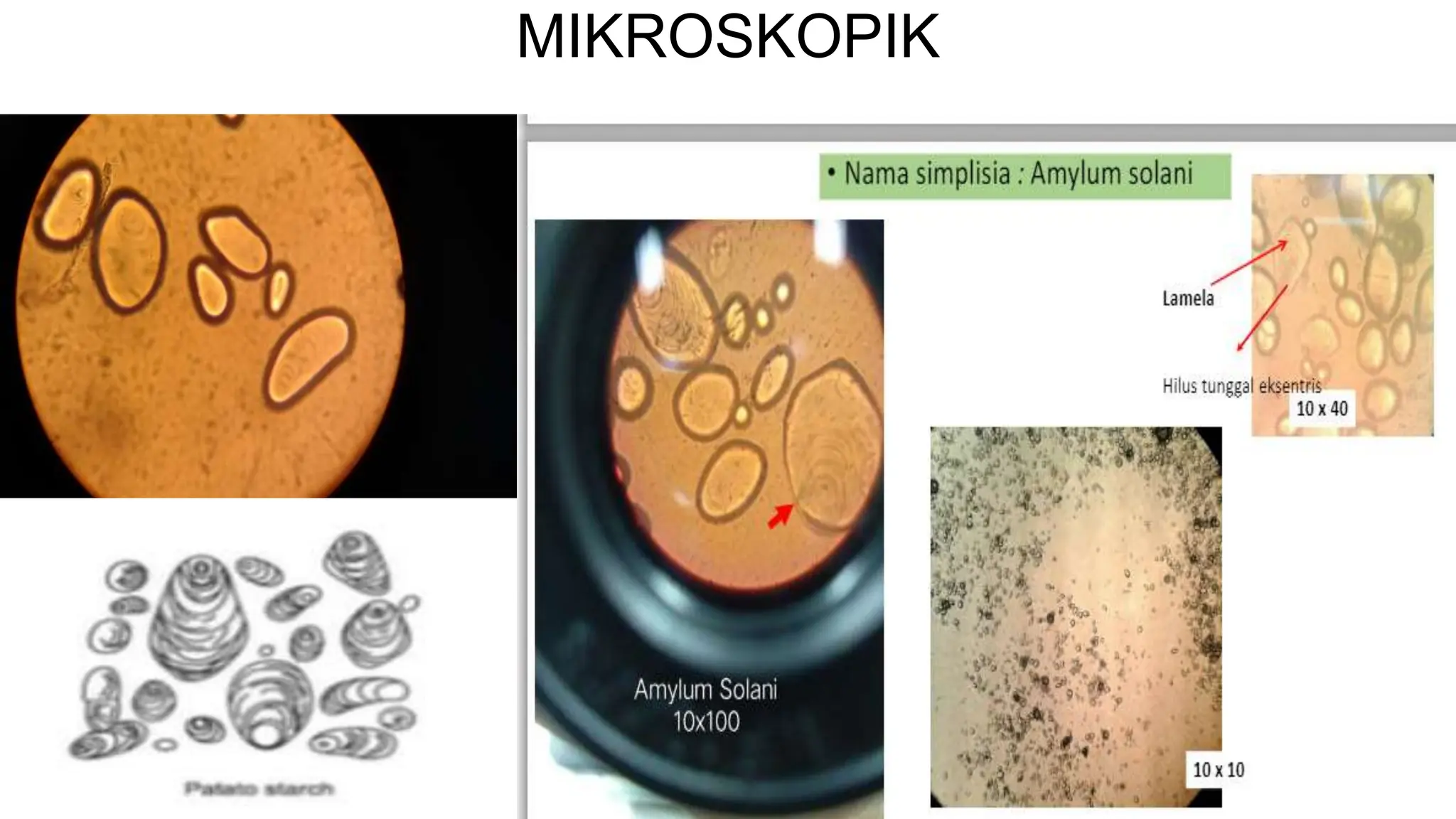 materi Amylum Farmakognosi kelas XI.pptx