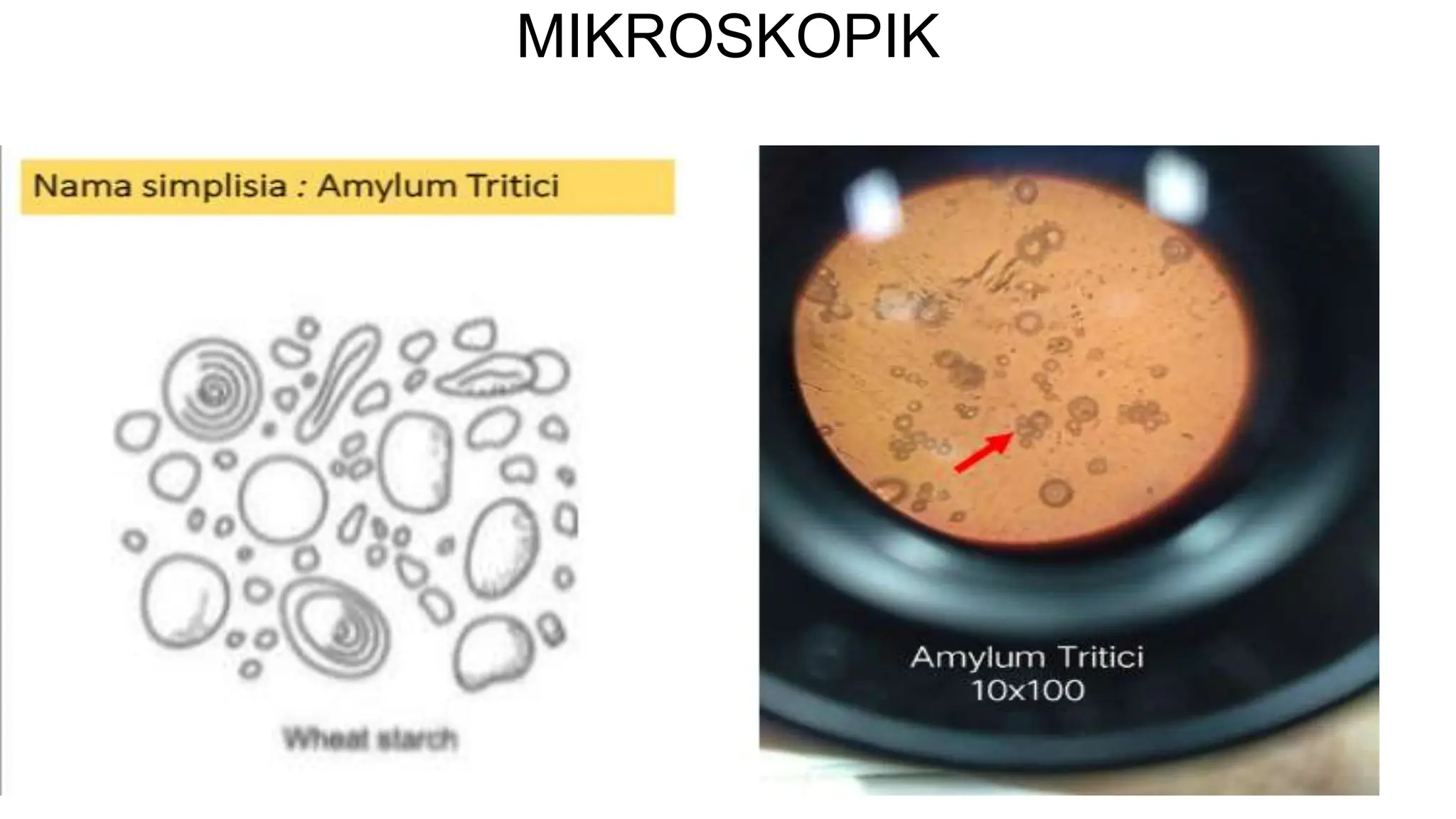 materi Amylum Farmakognosi kelas XI.pptx