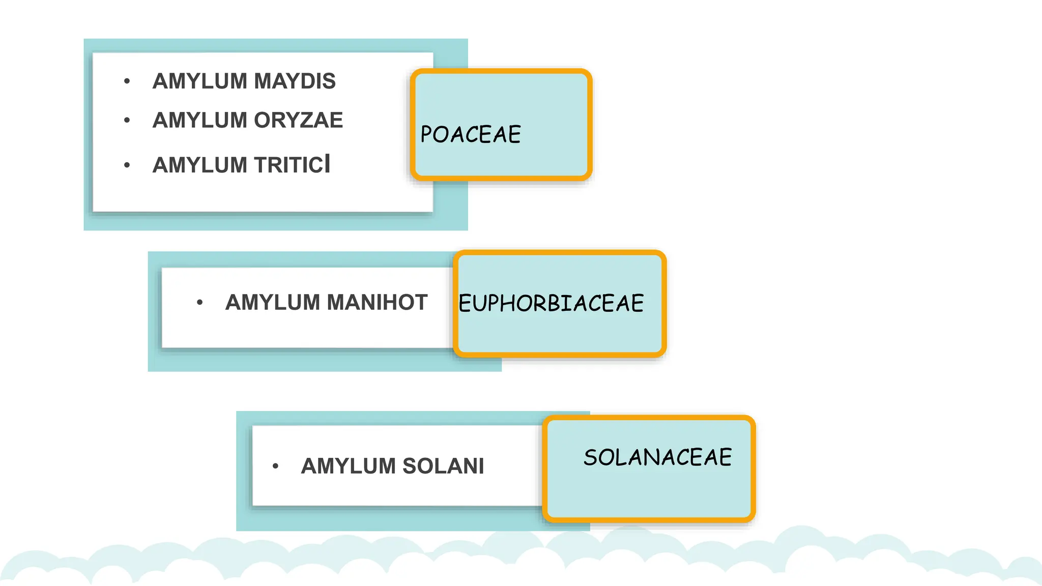 materi Amylum Farmakognosi kelas XI.pptx