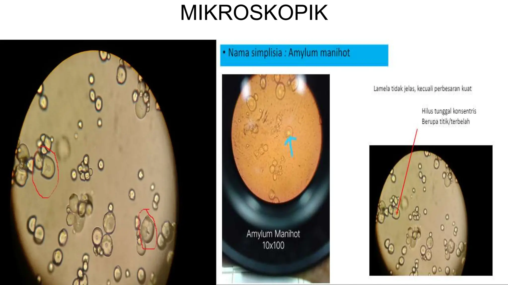 materi Amylum Farmakognosi kelas XI.pptx