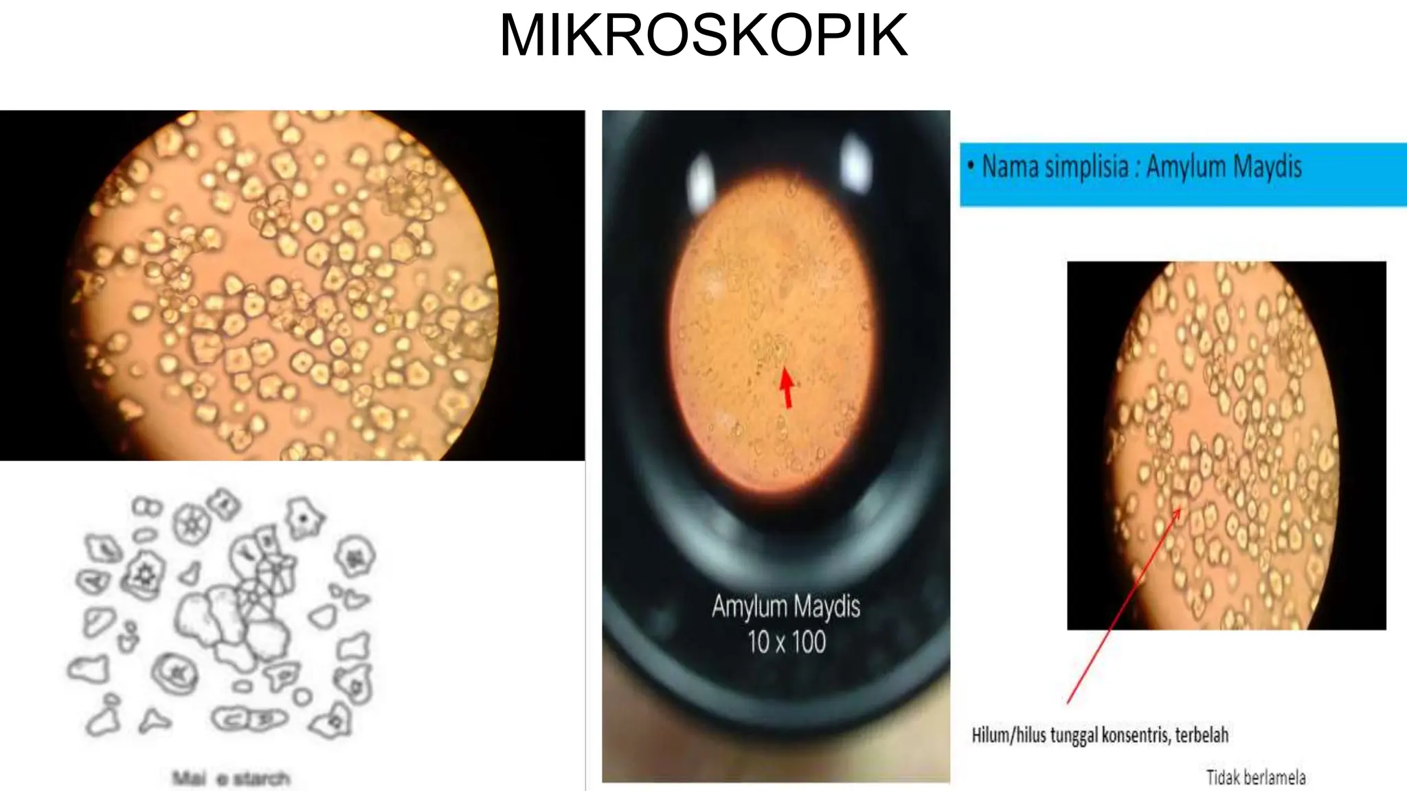 materi Amylum Farmakognosi kelas XI.pptx
