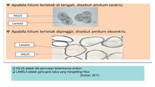 materi Amylum Farmakognosi kelas XI.pptx