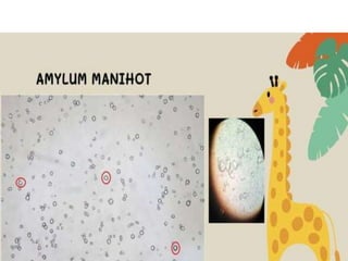 Simplisia Amylum 11 Farmasi SMK Farmakognosi.pptx
