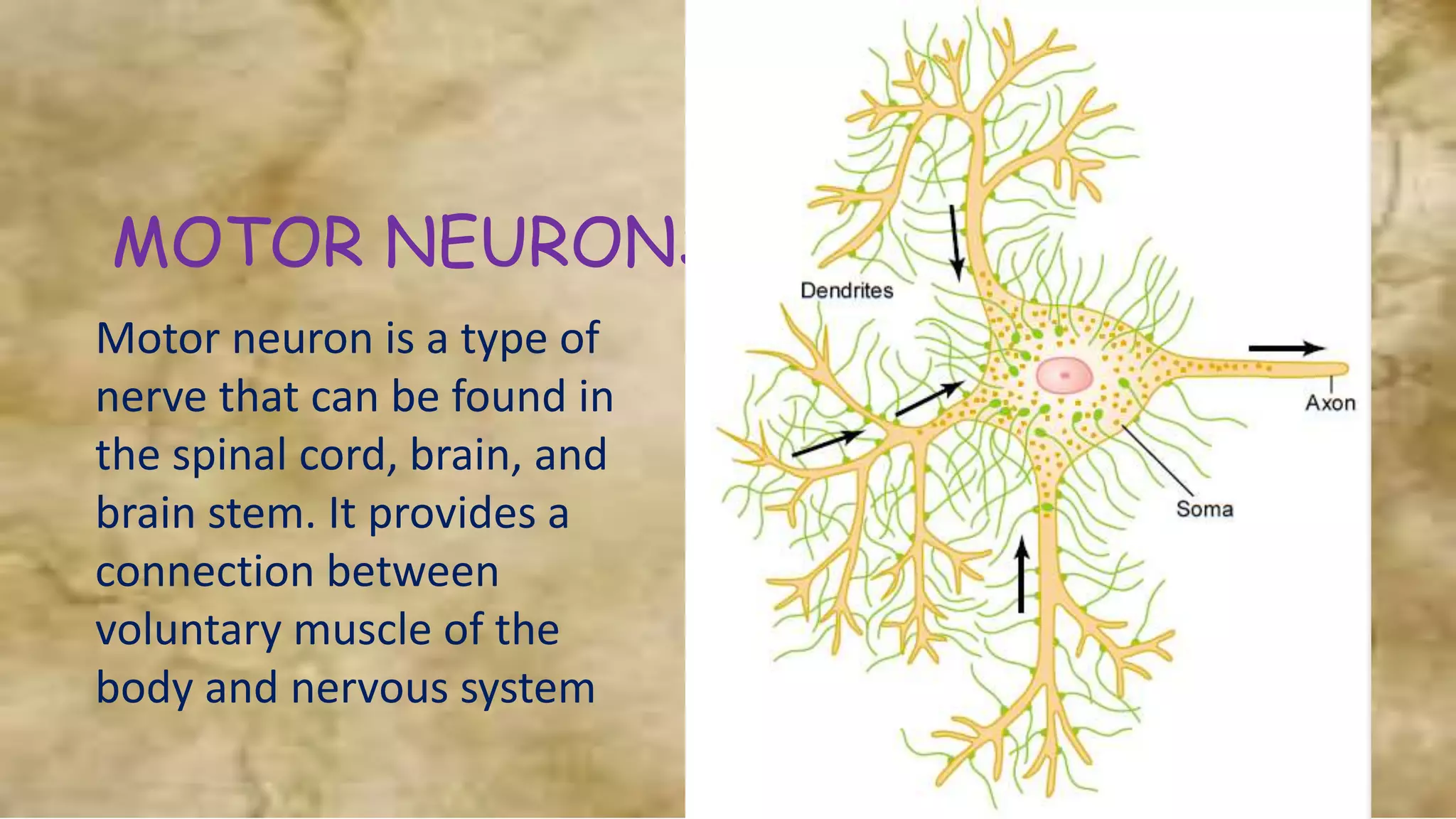 Amyotrophic lateral sclerosis (als) | PPTX