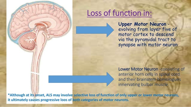 Amyotrophic lateral sclerosis (als) | PPTX | Dental Health | Diseases and Conditions