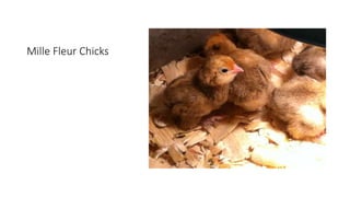 Amy shoemaker nature pictures | PPTX