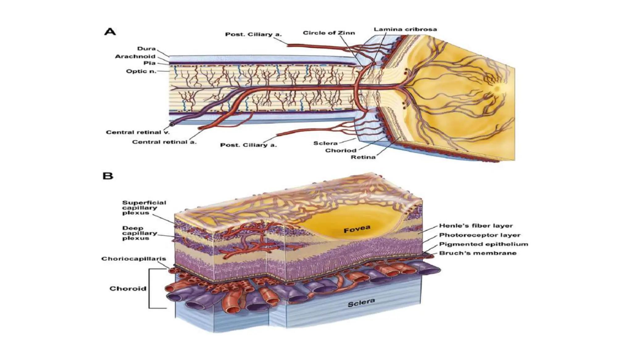 RETINAL ARTERY OCCLUSIONS CRAO BRAO CLRAO | PPTX