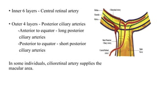 RETINAL ARTERY OCCLUSIONS CRAO BRAO CLRAO | PPTX