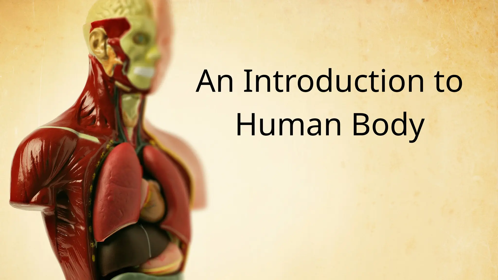 An Introduction to Human Anatomy and Physiology | PPTX
