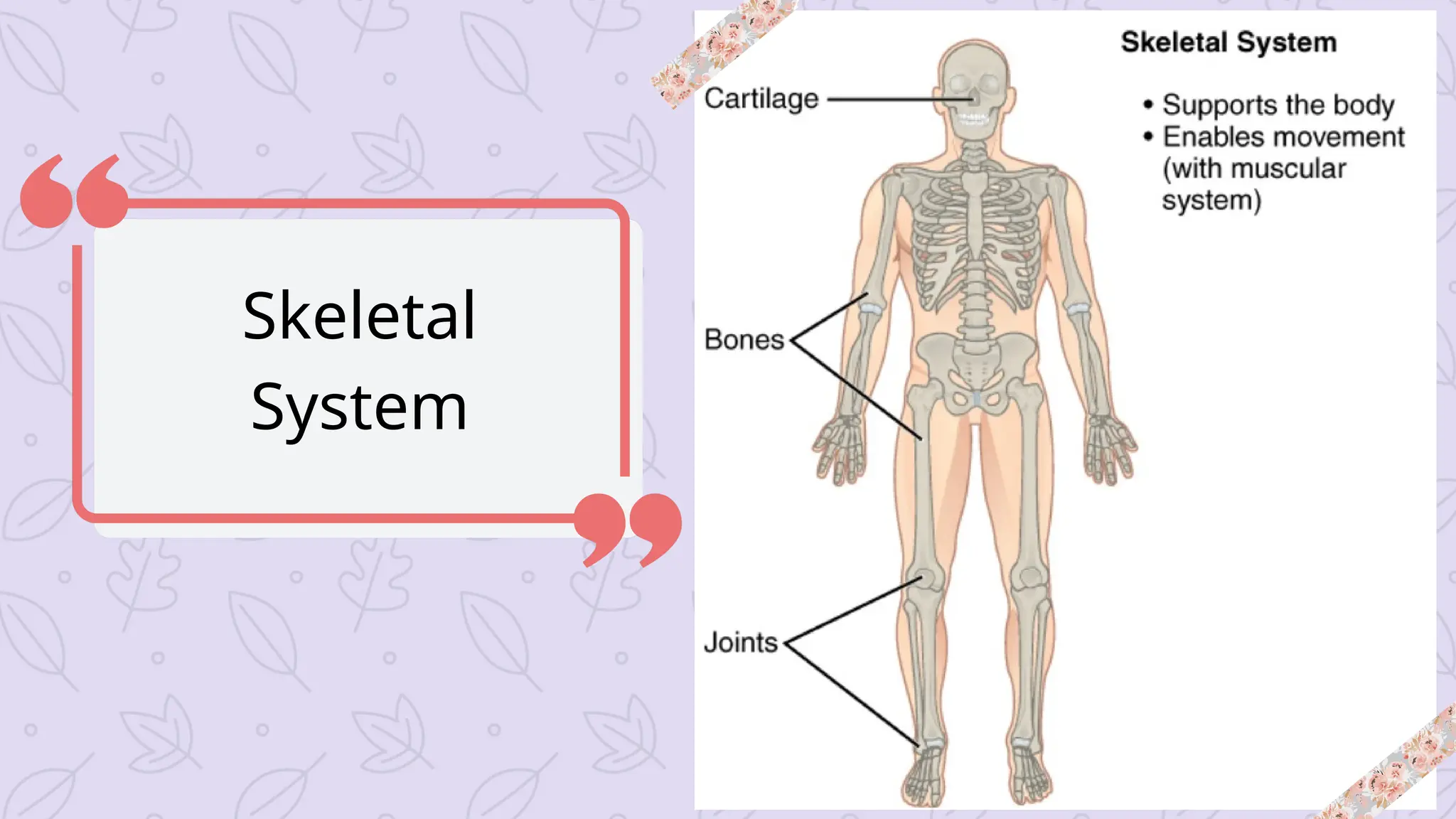 An Introduction to Human Anatomy and Physiology | PPTX