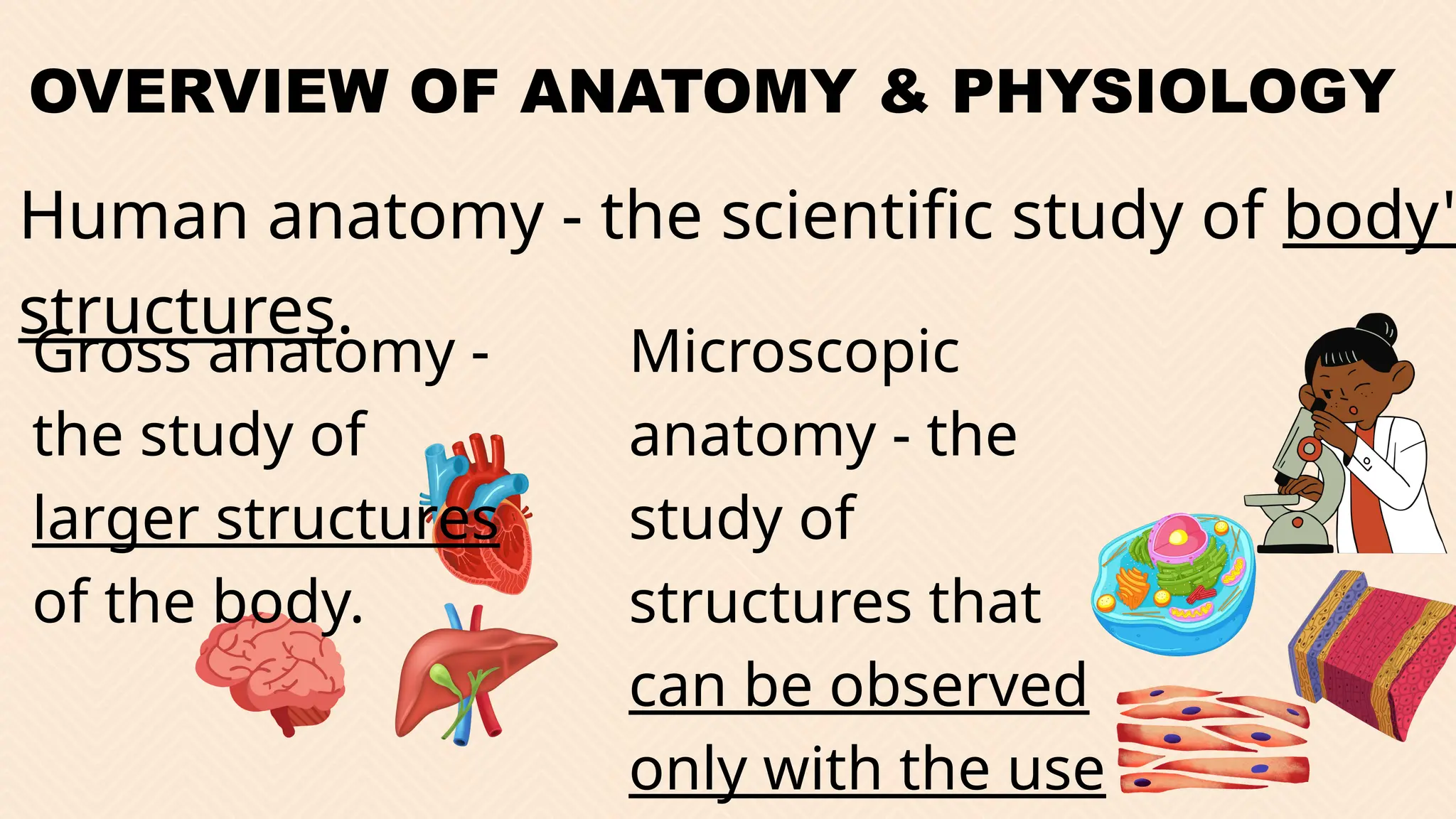 An Introduction to Human Anatomy and Physiology | PPTX