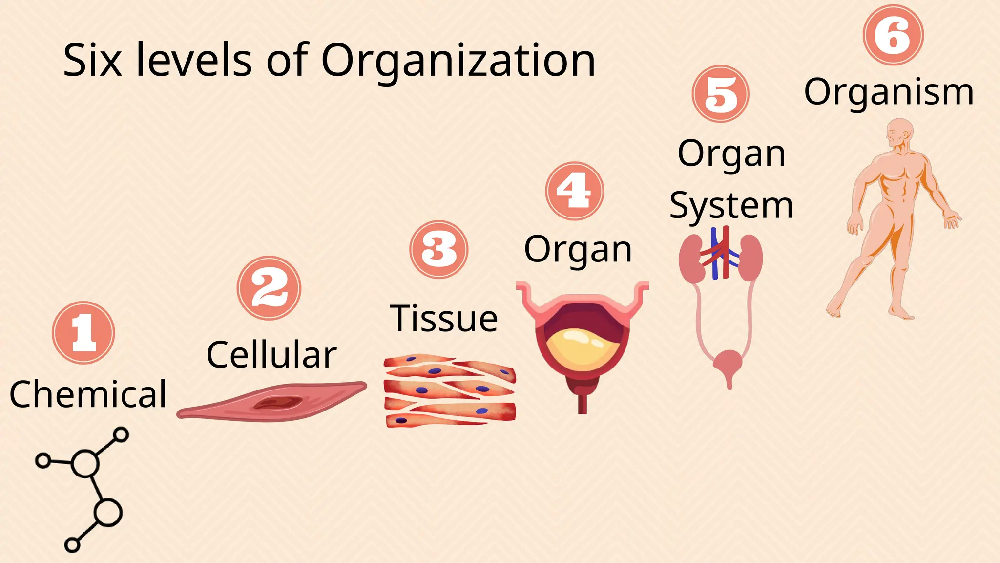 An Introduction to Human Anatomy and Physiology | PPTX