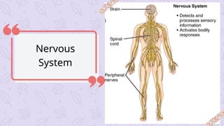 An Introduction to Human Anatomy and Physiology | PPTX