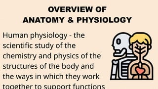 An Introduction to Human Anatomy and Physiology | PPTX