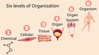 An Introduction to Human Anatomy and Physiology | PPTX