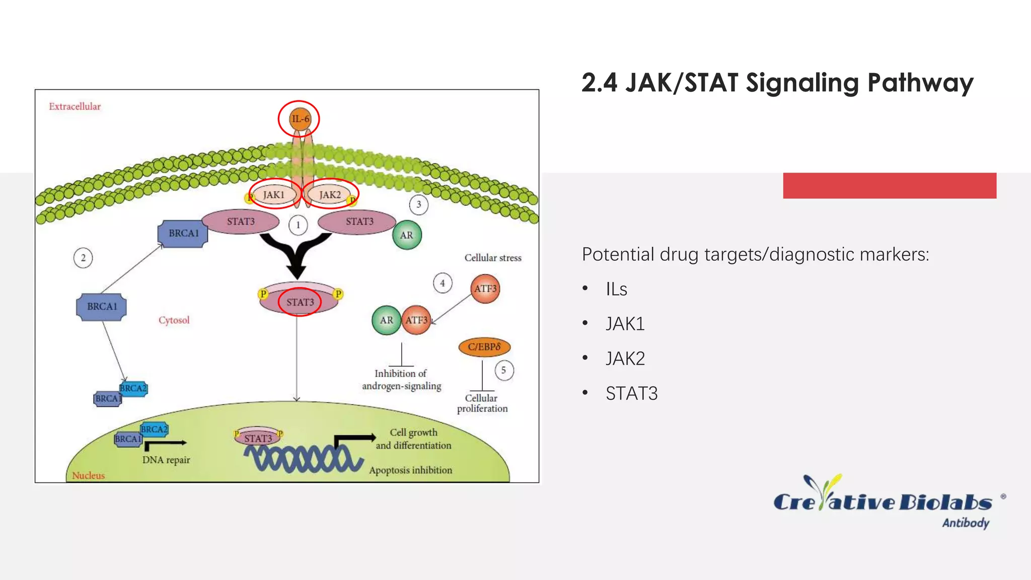 An Overview of Prostate Cancer - Creative Biolabs | PPTX