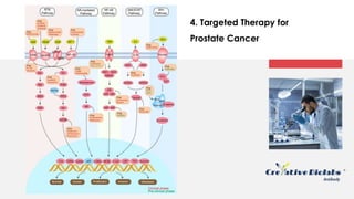An Overview of Prostate Cancer - Creative Biolabs | PPTX