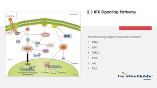 An Overview of Prostate Cancer - Creative Biolabs | PPTX