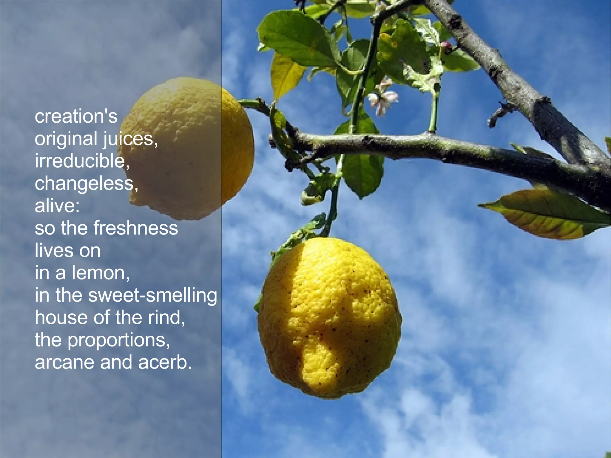 An ode to a Lemon | ODP