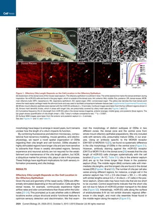 An-Olfactory-Cilia-Pattern-in-the-Mammalian-Nose-E.pdf