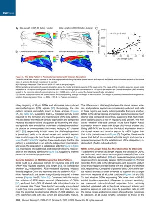 An-Olfactory-Cilia-Pattern-in-the-Mammalian-Nose-E.pdf
