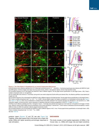 An-Olfactory-Cilia-Pattern-in-the-Mammalian-Nose-E.pdf