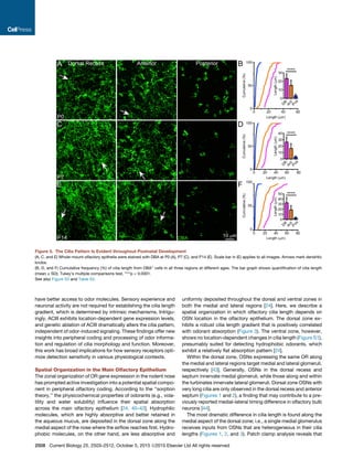 An-Olfactory-Cilia-Pattern-in-the-Mammalian-Nose-E.pdf