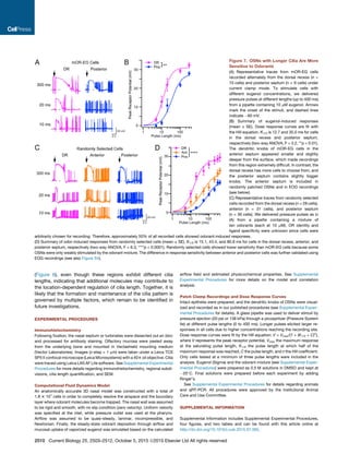 An-Olfactory-Cilia-Pattern-in-the-Mammalian-Nose-E.pdf