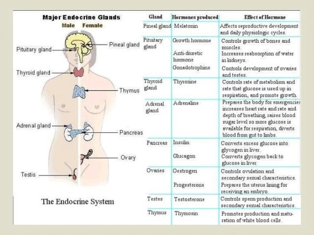 An Overview-Of-General-Concept-Principles-of-Endocrinology.pptx