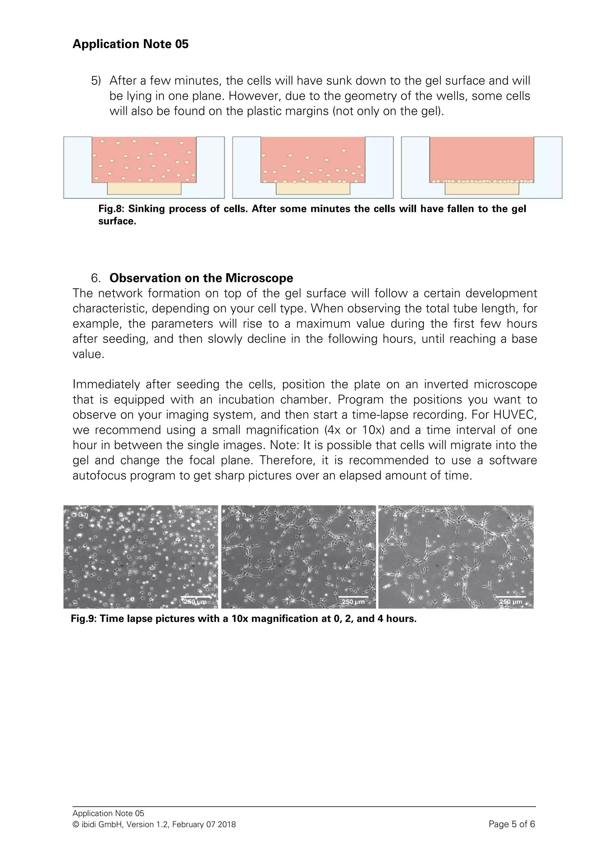 Tube formation Assays with the u-plate Angiogensis 96 well | PDF ...