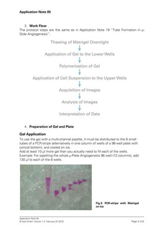 Tube formation Assays with the u-plate Angiogensis 96 well | PDF ...