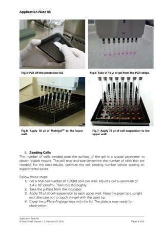 Tube formation Assays with the u-plate Angiogensis 96 well | PDF