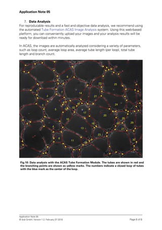 Tube formation Assays with the u-plate Angiogensis 96 well | PDF ...