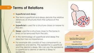 AN 1.1 introduction anatomical terminology-Dr.Gosai | PPT