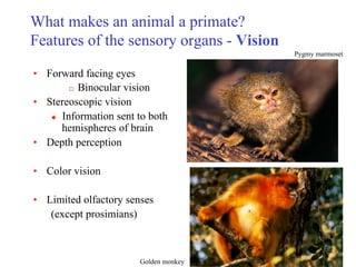 An101 lecture 3 4 fall 15 primates-1 (1) | PPT