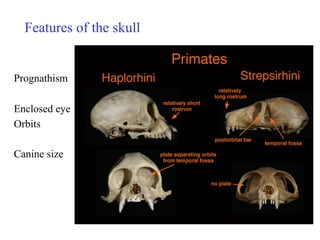 Postorbital Bar Strepsirhine