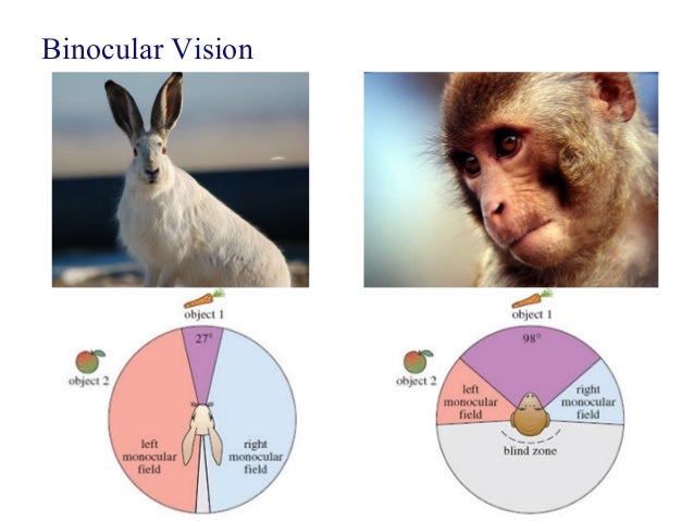 An101 lecture 3 4 fall 15 primates-1 (1)