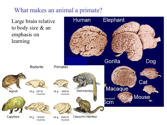 An101 Lecture 3 4 Fall 15 Primates 1 1