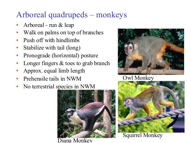 An101 lecture 3 4 fall 15 primates-1 (1)