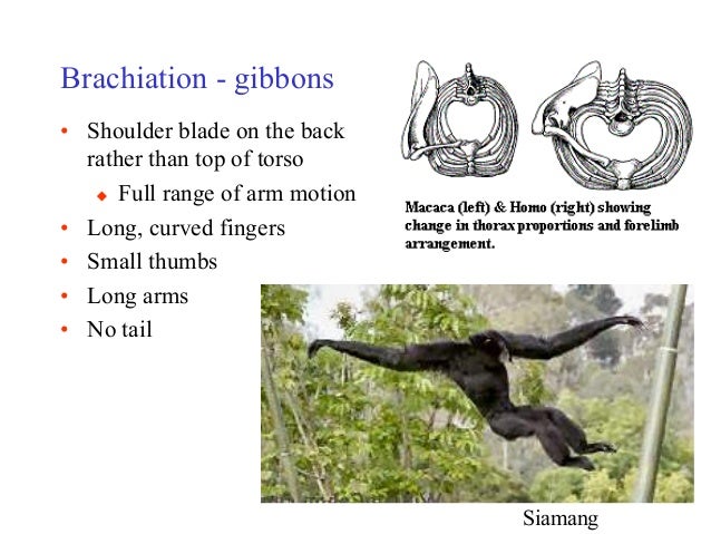 An101 lecture 3 4 fall 15 primates-1 (1)