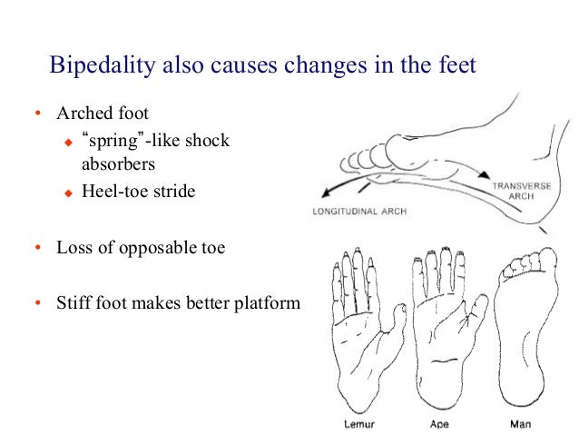 An101 lecture 3 4 fall 15 primates-1 (1)