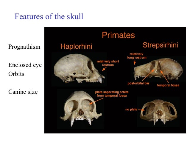 An101 lecture 3 4 fall 15 primates-1 (1)